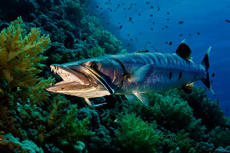 My idiot husband dove into a school of barracuda in the Bahamas. I'm ...